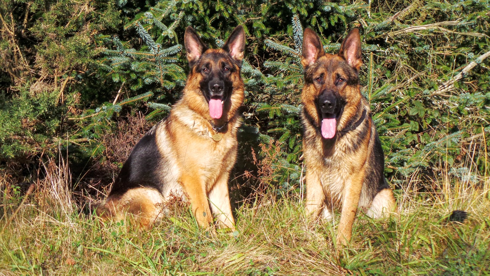 Tali's Tails: Bwlch Derwin