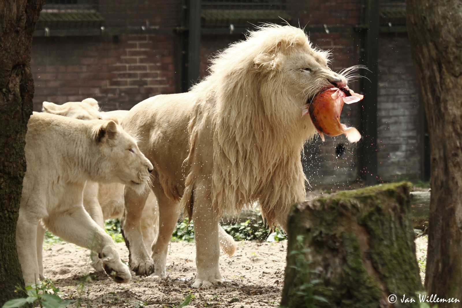 Jan Willemsen Fotografie: ZOO Ouwehands Dierenpark Rhenen