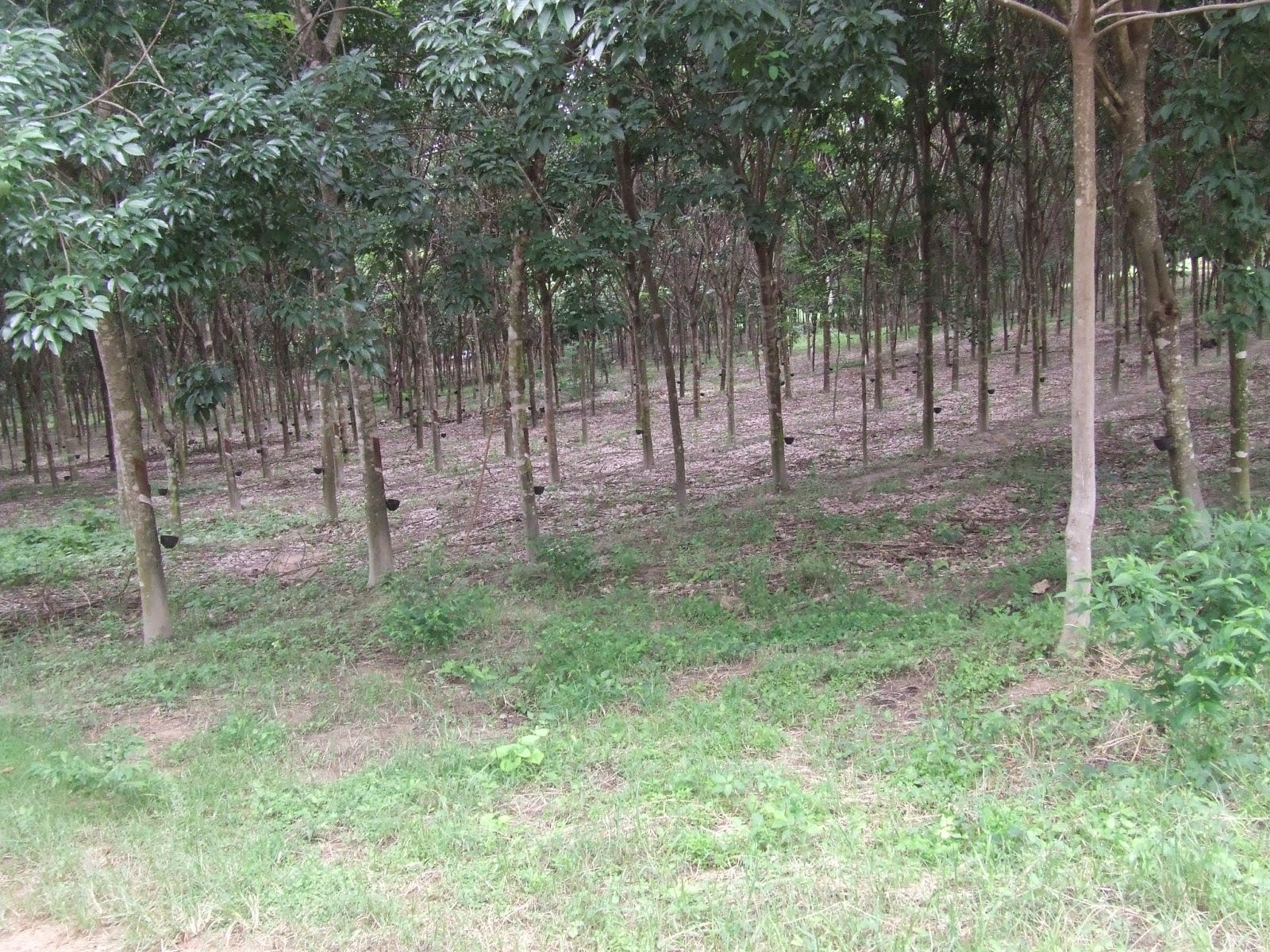 สวนยางพาราพร้อมกรีด | เกษตรพอเพียง ผสมผสาน เกษตรอินทรีย์ ยางพารา ปาล์ม ...