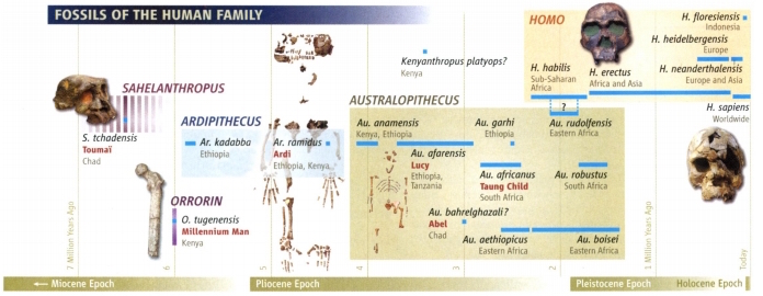 Ardipithecus Ramidus: Species and Classification of Ardipithecus ramidus