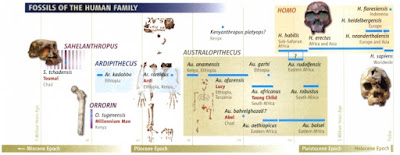 Ardipithecus Ramidus: Species and Classification of Ardipithecus ramidus