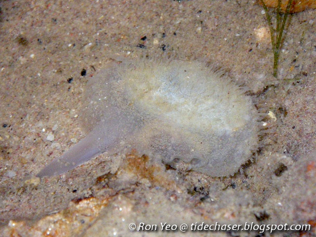 tHE tiDE cHAsER: Heterodont Bivalves (Phylum Mollusca: Subclass ...