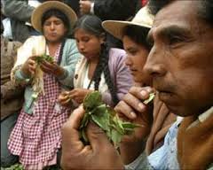 Empresa Prohíbe Chacchar Coca | PERU NATURAL - PRODUCT0S NATURALES ...