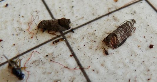 The Food Garden Group Blog: Outsmarting the codling moth