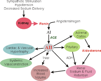 Management of Disease: Angiotensin Converting Enzyme (ACE) Inhibitors