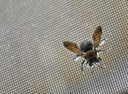 MzTeachuh: Cheesy Jokes for the Garden (These May Bug You)