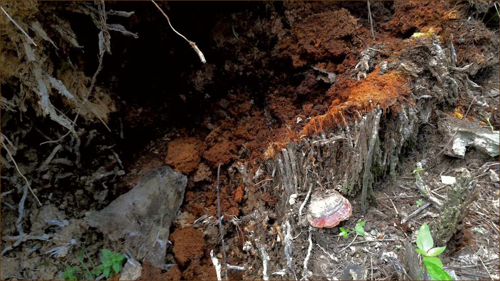 SOIL Energizer: Destructive infection of Ganoderma Boninense in an Oil ...