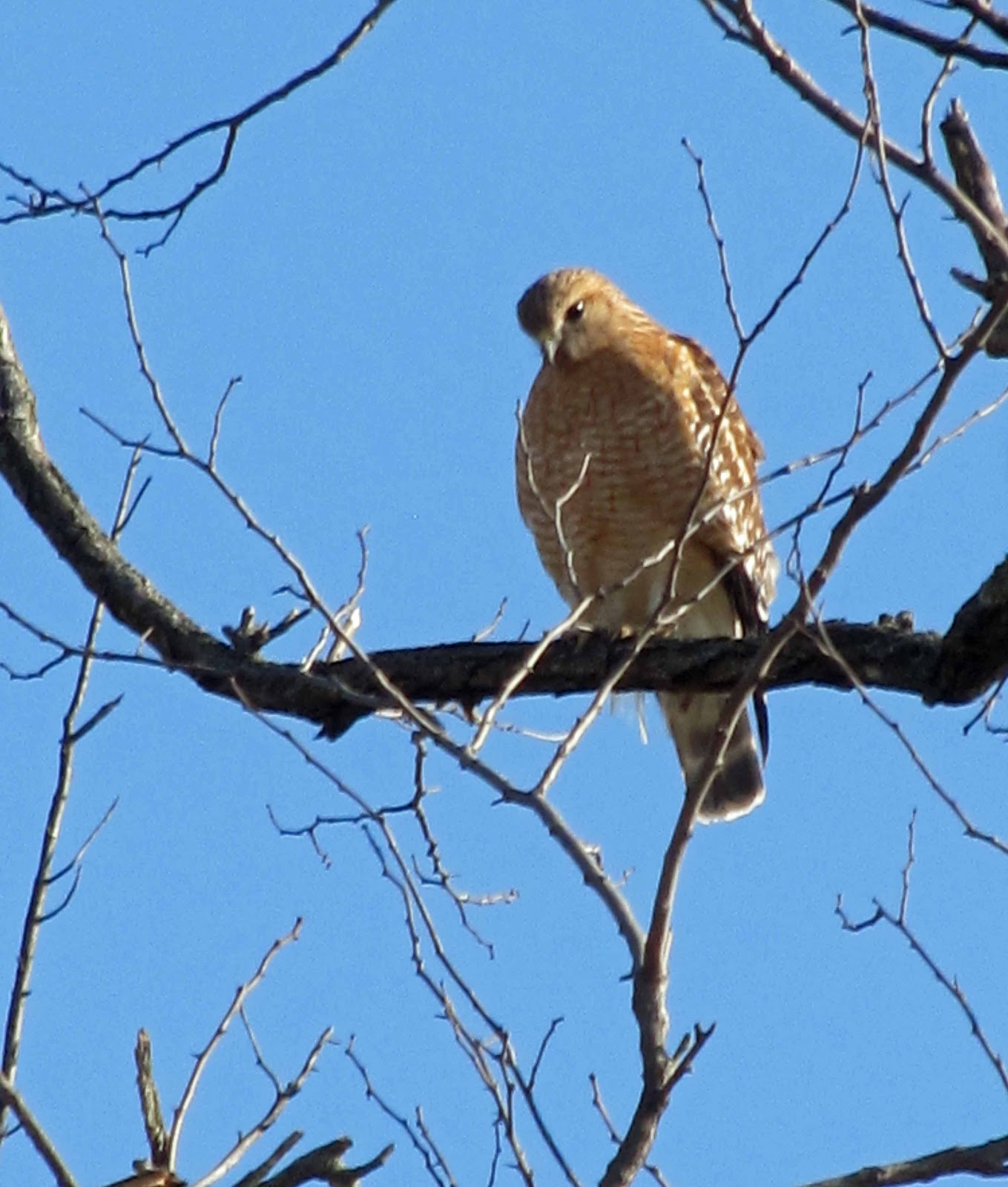 Summit Musings: Wild Bird Wednesday - Hawks in the 'Burbs
