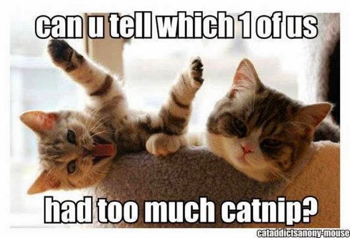 Cats Rule Talk To Your Cats About Catnip
