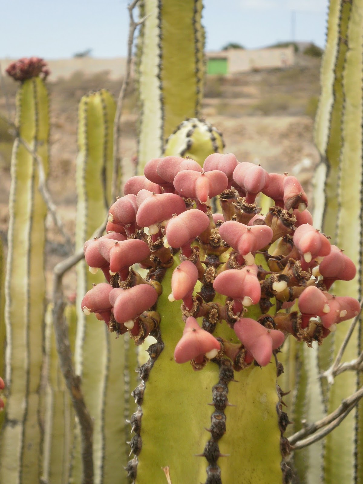 CUADERNO DE GEOGRAFIA CANARIA: Cardones