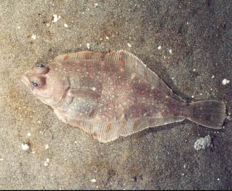 Salish Sea News and Weather: July 2017