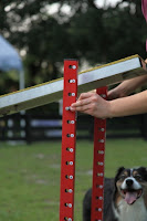Tips, Tricks, and Training: Using The Tip Assist To Improve Teeter ...