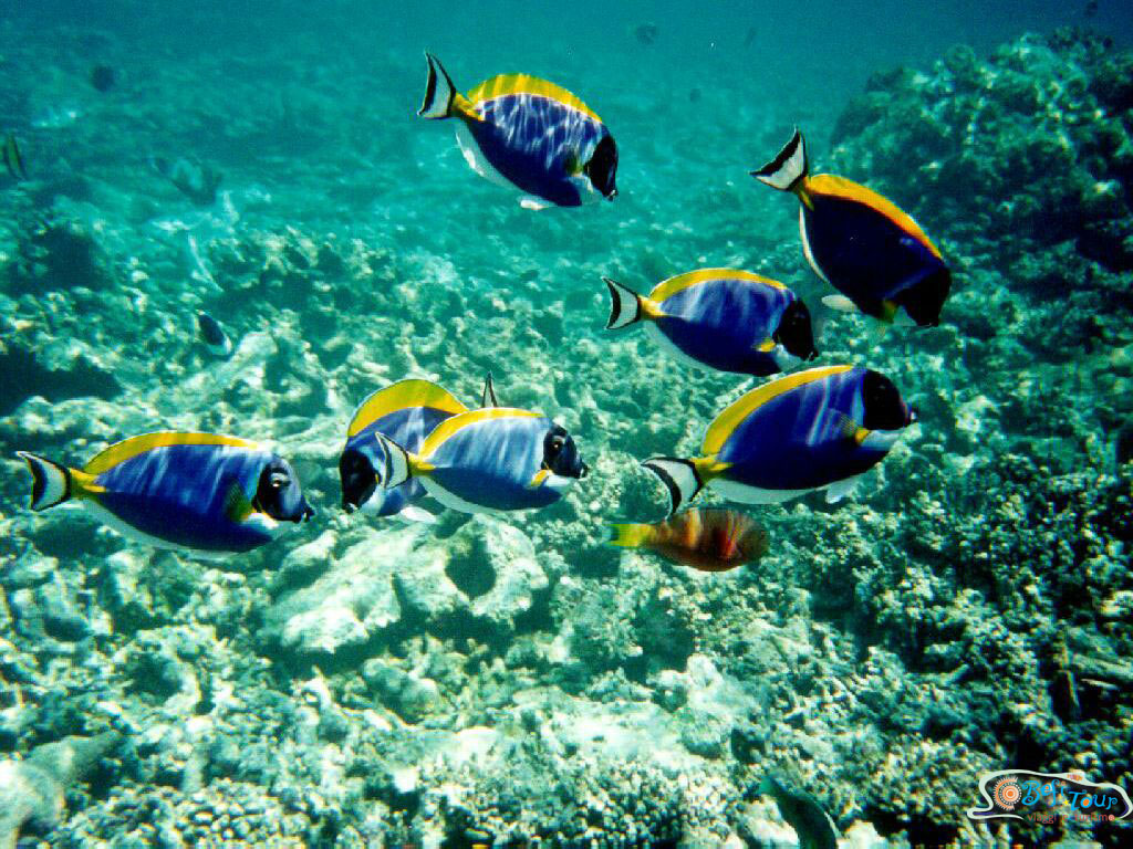 Polynesian: Images of Polynesian Animals