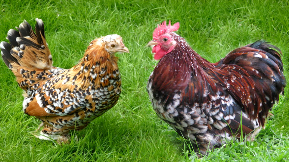 Sana pets: Mille Fleur