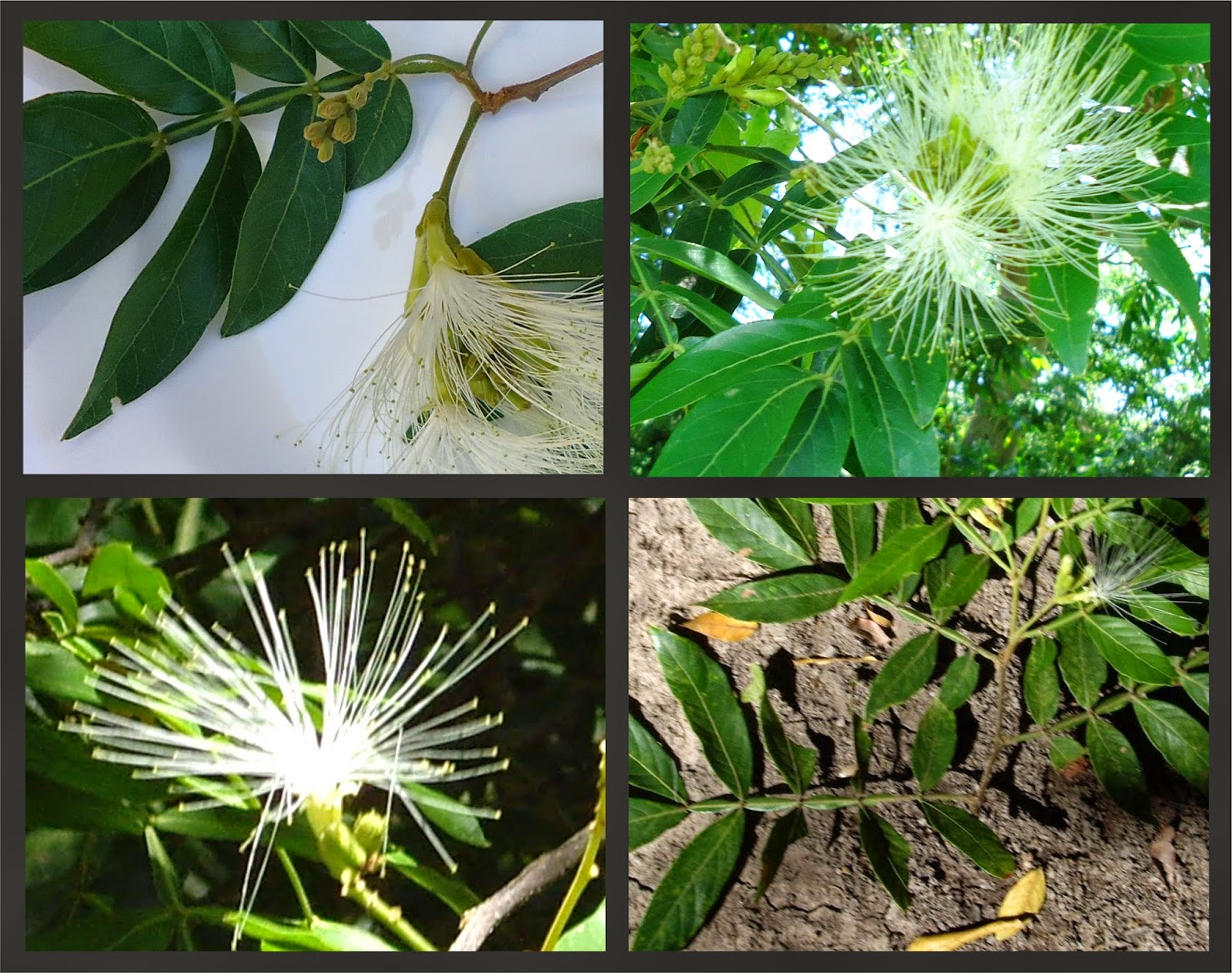 Argentina nativa: Ingá colorado (Inga uruguensis)