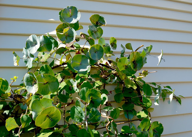 Plant Inventory at 20 Timothy : Lonicera reticulata / Grape Honeysuckle