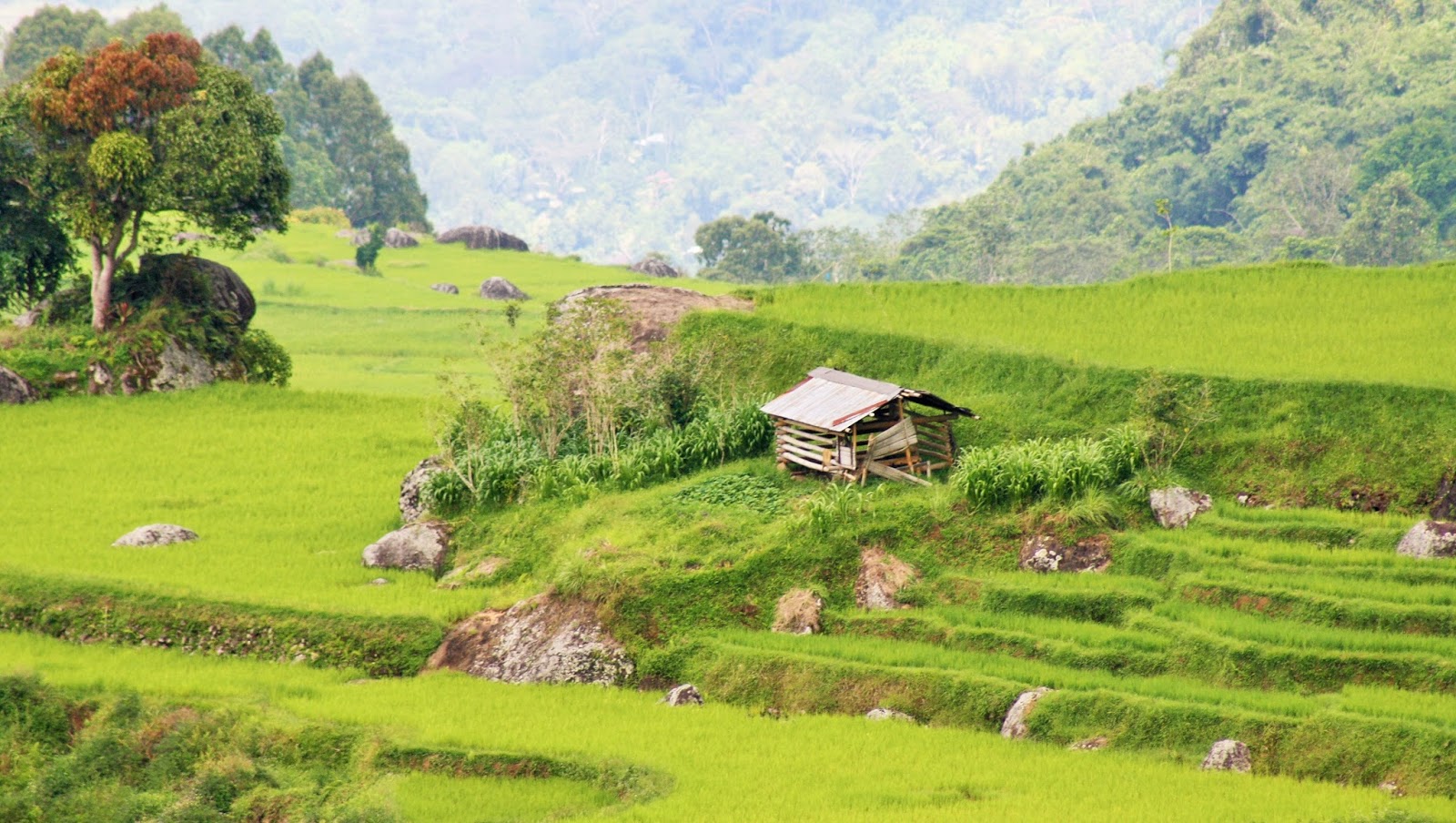 ROCK'S ADVENTURES: INDONESIA - SULAWESI - TORAJA - RANTEPAO - 14 TO 20 ...