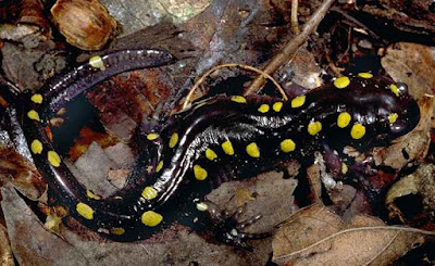 Endangered New Jersey: Spring Brings Vernal Pools to Life