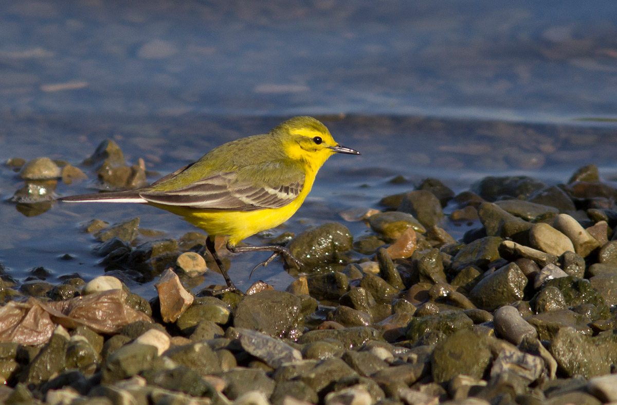 Weedon's World of Nature: Yellow Wagtail at Ferry Meadows CP