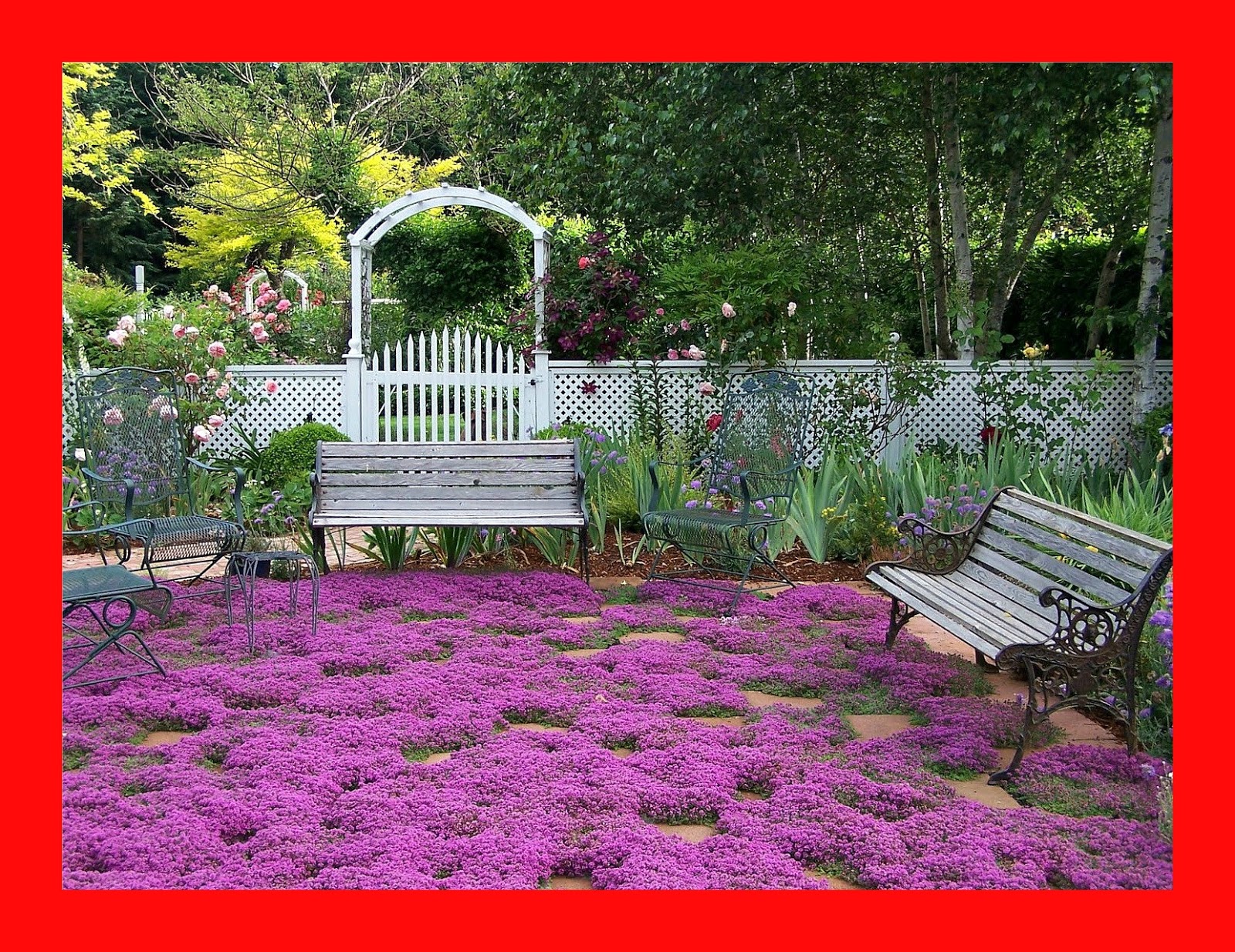 MANUAIS DE CULTIVO - PLANTAMUNDO: TOMILHO RASTEIRO - GRAMA ROXA ...
