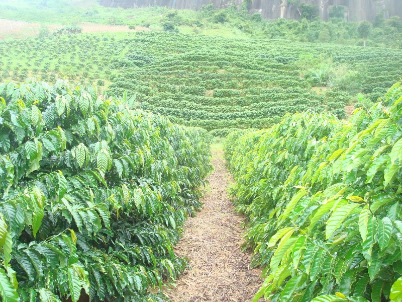 Recanto das Plantas: Café Conilon - "Vitória" (clique aqui para ler mais)