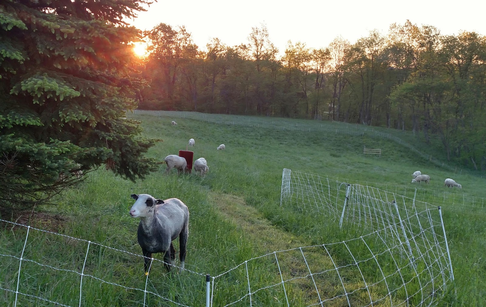 Wild Rose Farm: May 2017