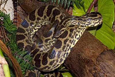 The Anaconda Snake | Snake Information & Pictures| | All Wildlife ...