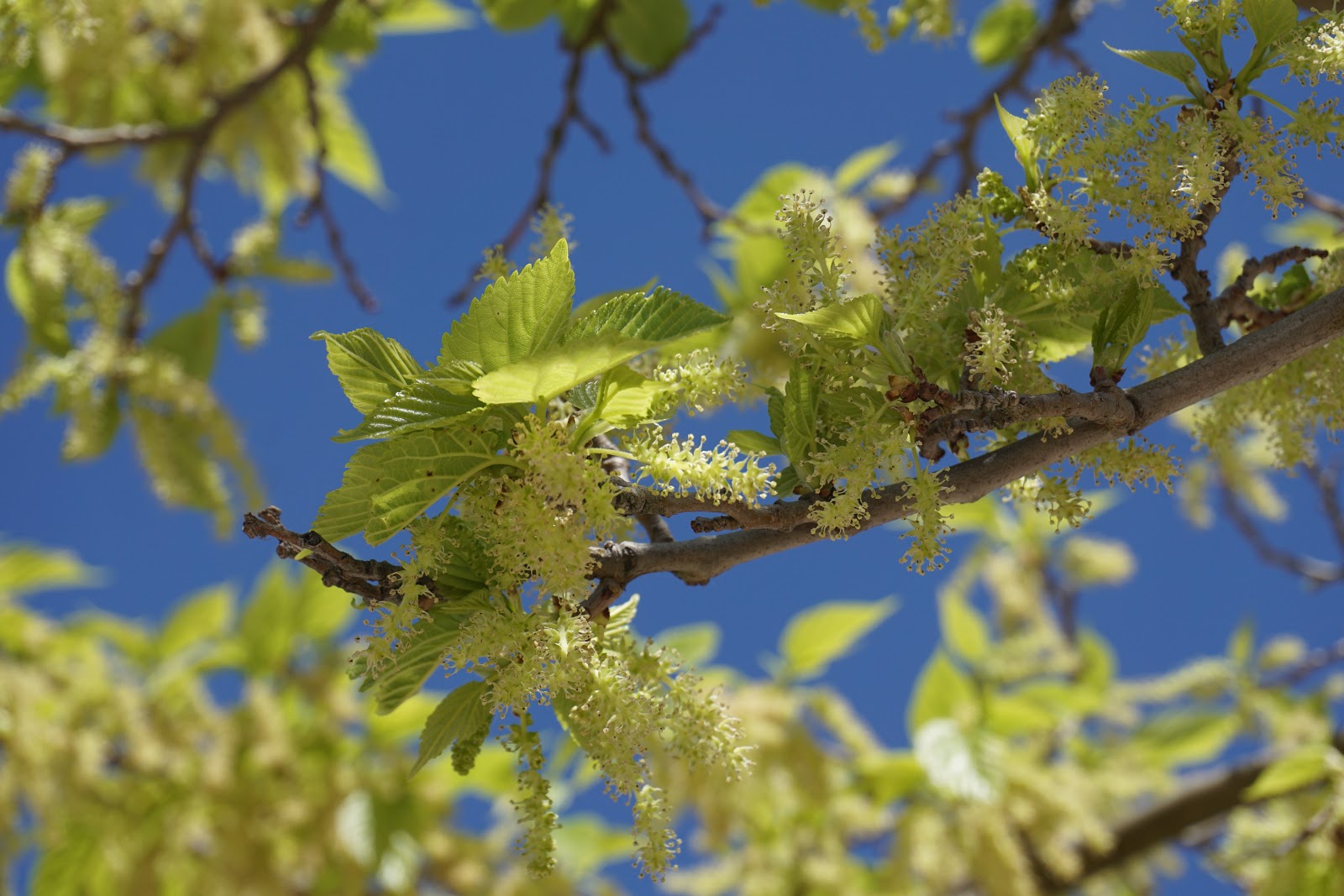 Plantas de Huerta Otea, Salamanca: Morera (Morus alba y Morus nigra)