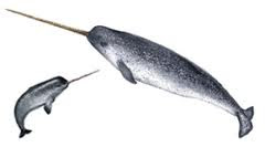 Akua World: El Narval