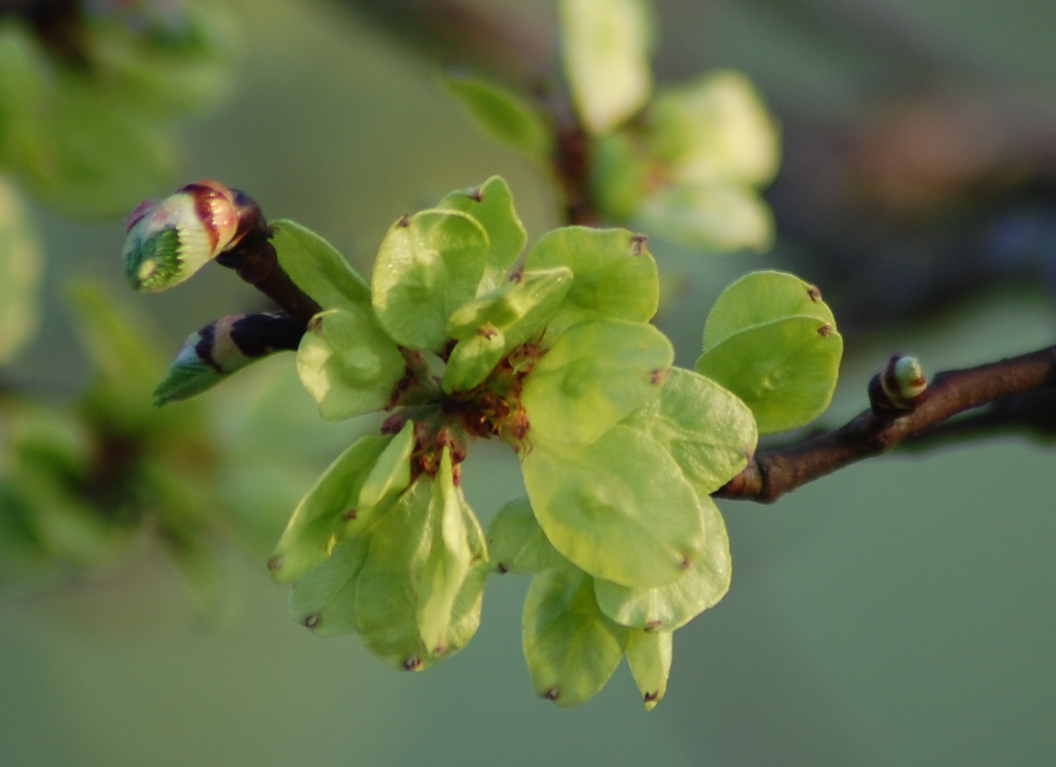 Spirit Whispers: Elm Seeds