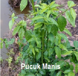 Anim Agro Technology: KHASIAT HERBA - CEKUR MANIS