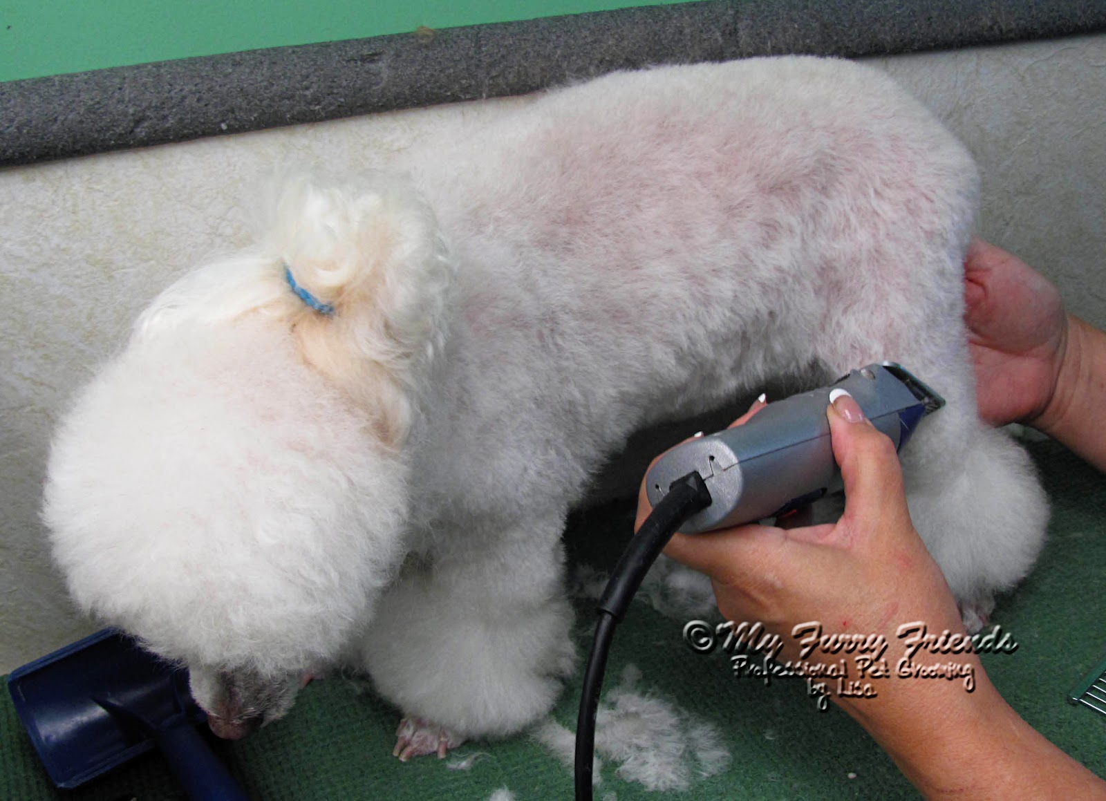 Pet Grooming: The Good, The Bad, & The Furry: Tuesdays Tip..Scissoring ...