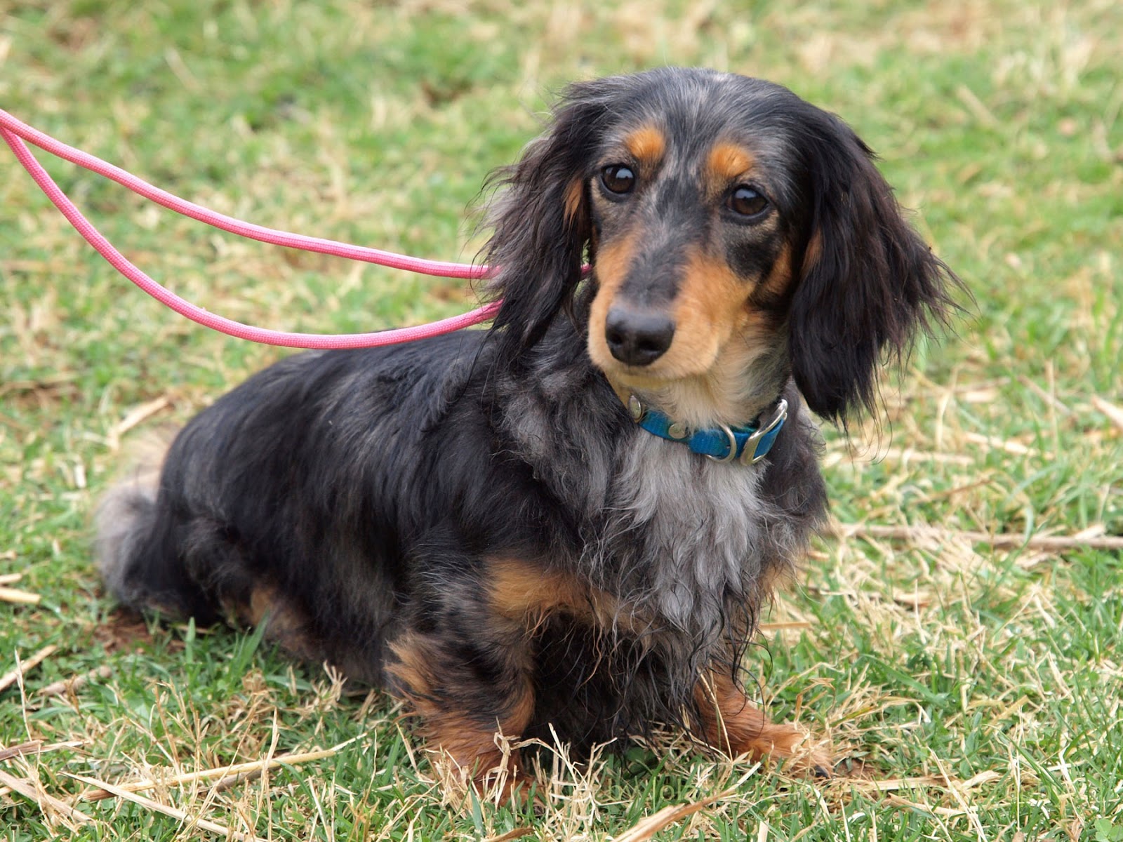 BORN-TO-TRACK BLOG: 2013 Dachshund Club of America National Field Trial