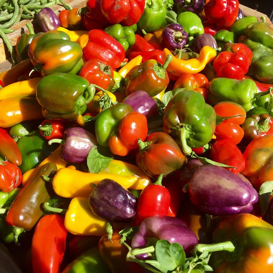 Terrierman's Daily Dose: Purple Peppers Terrierman's Daily Dose: Purple Peppers