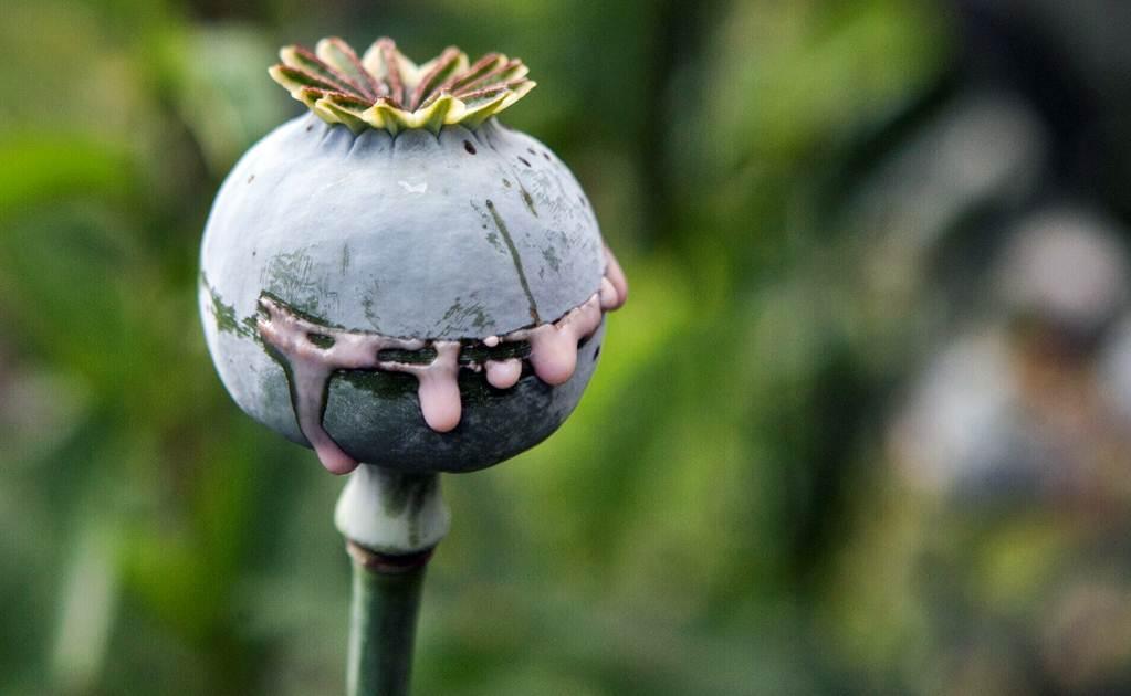 Amapola, el oro rojo de la Montaña - El Blog del Narco oficial ...