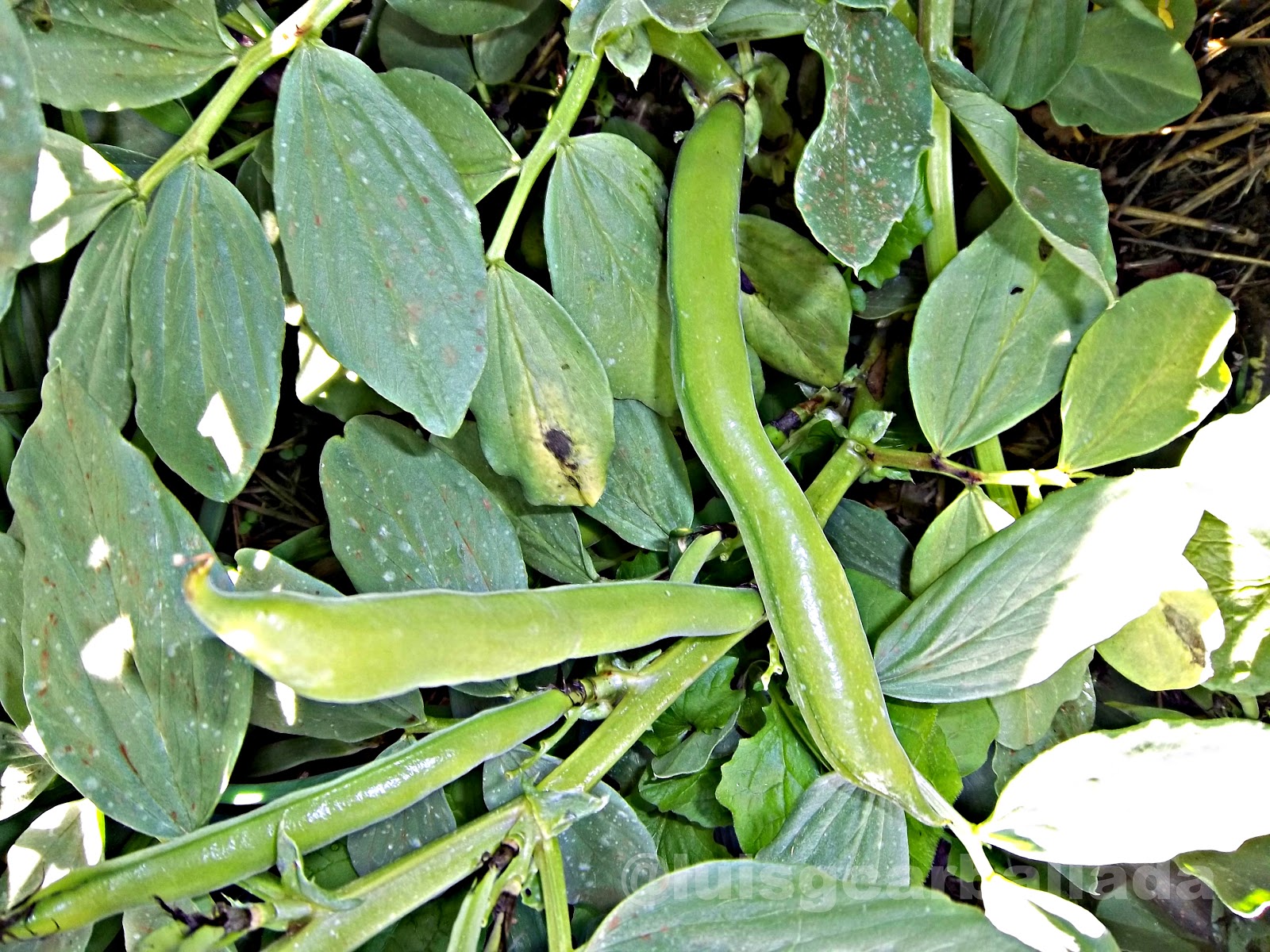 HABA DE MAYO. ( VICIA FABA).