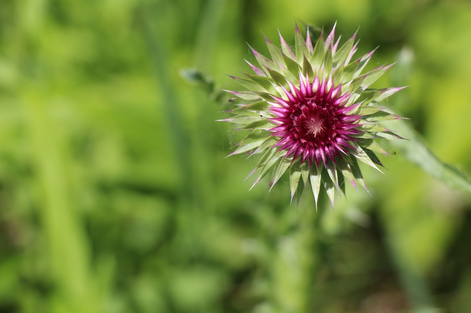 oakworm: jacobsburg state park