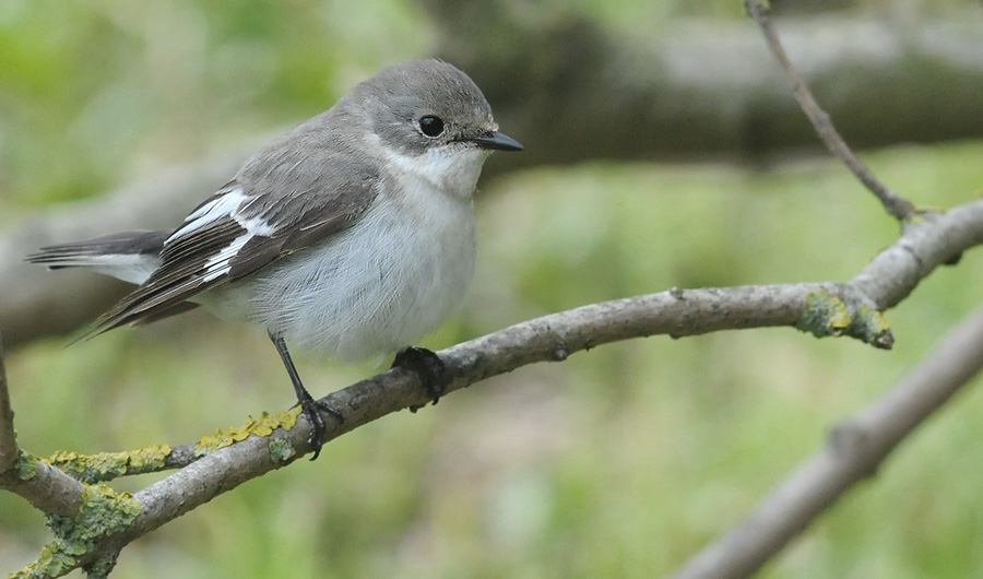 Roef: Helgoland: Collared Flycatcher