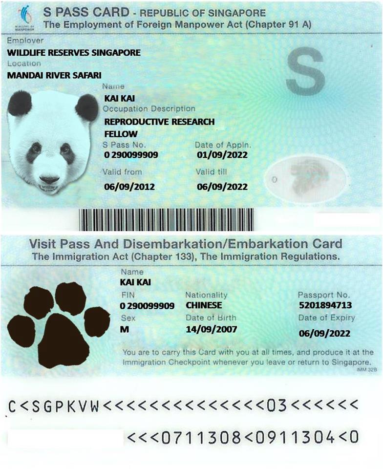 A Day In SG: S Pass for Panda | Do Jia Jia Kai Kai Need to Work in ...