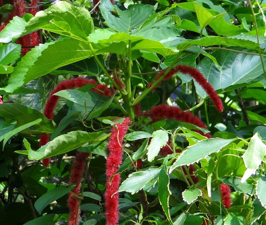 Aprende todo sobre la planta moco de pavo, Acalypha hispida | Plantas