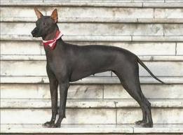 Mis propuestas 2024: PERRO PASTOR CHIRIBAYA = RAZA PERUANA