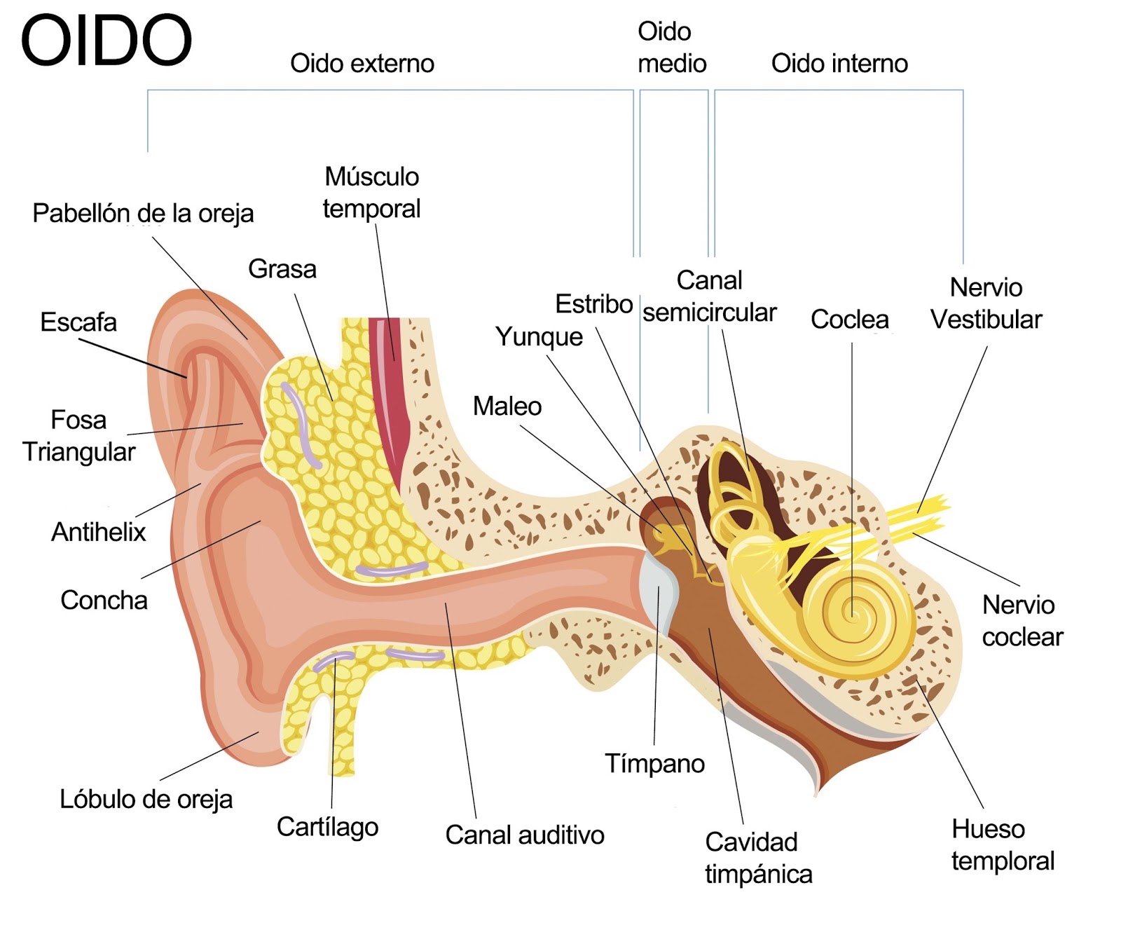 Partes Del Oido