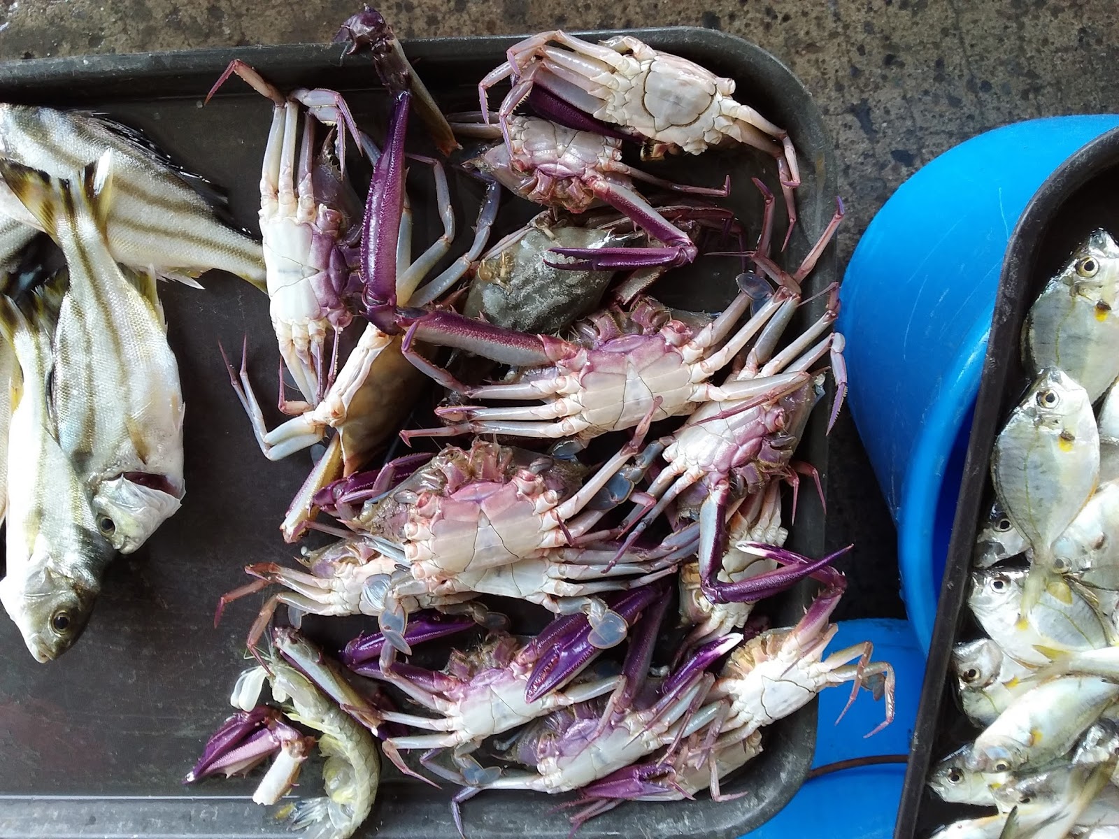 bucaio: January 2017