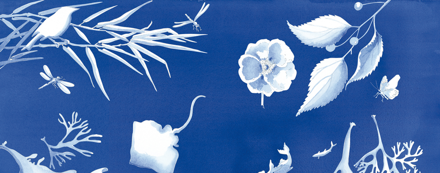 Exposição "Desenhos do Mar, da Terra e do Ar" de Fernanda Fragateiro