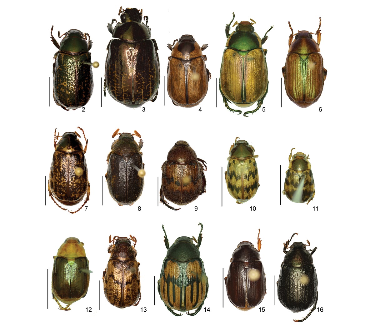 #Terra: Descubren 57 especies nuevas de insectos en las selvas de Costa ...