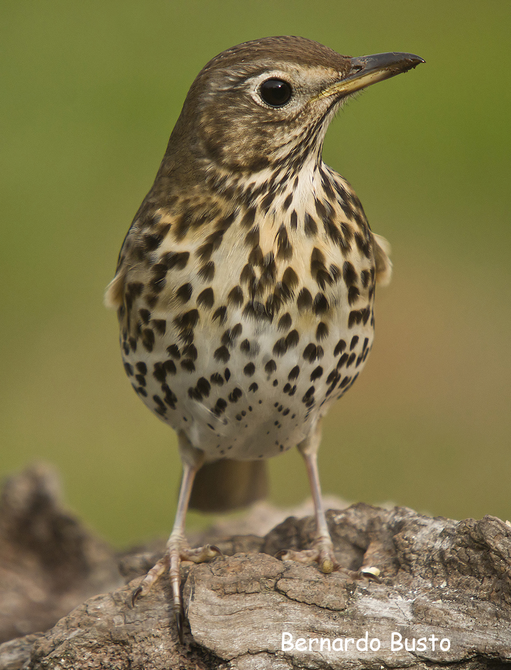 RÍA DE LA VILLA: Malvís