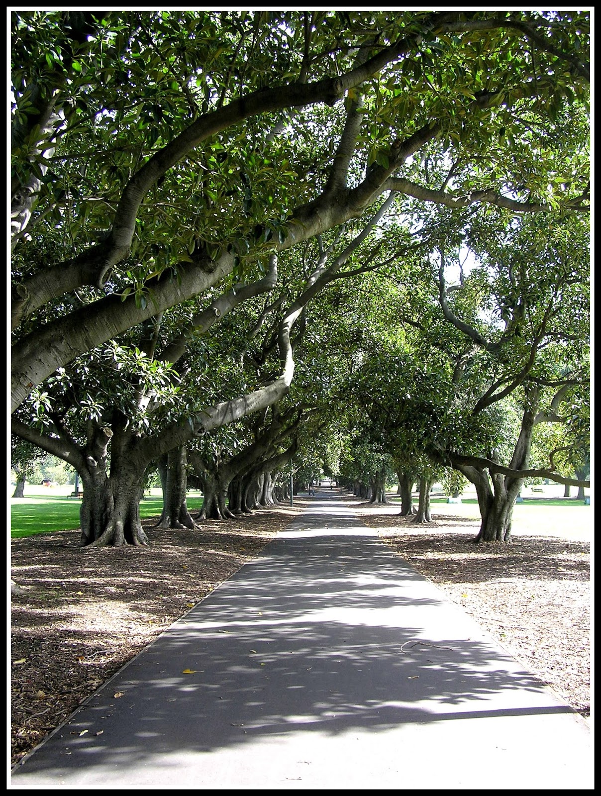 Neesie Natters: My Sunday Photo... Fawkner Park, Melbourne