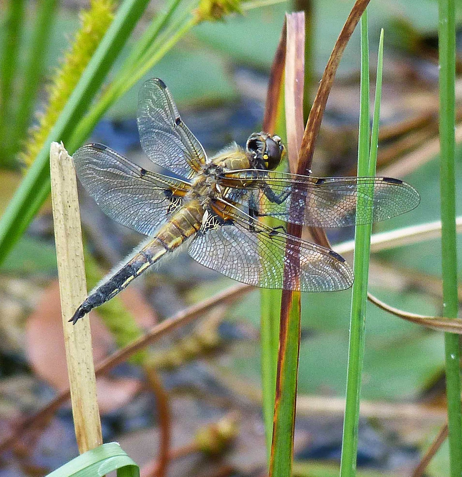 Insects of Scotland: Dragonflies/Damselflies