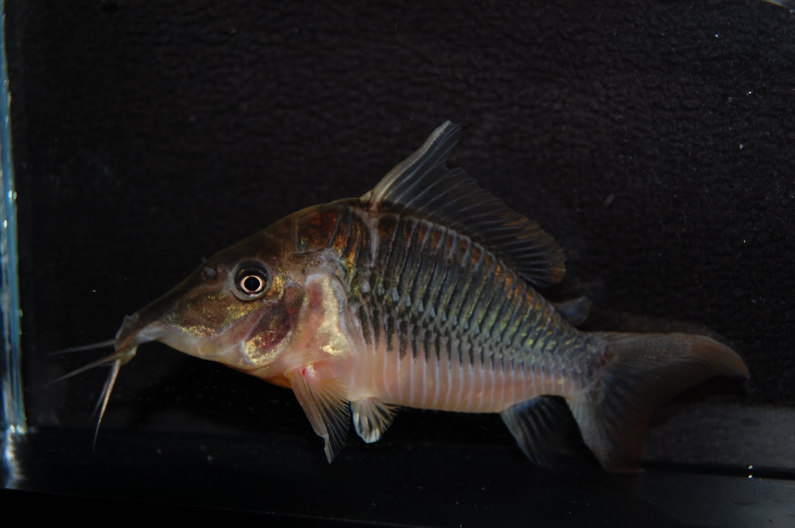 Fish Pictures: Hognosed brochis - Brochis multiradiatus