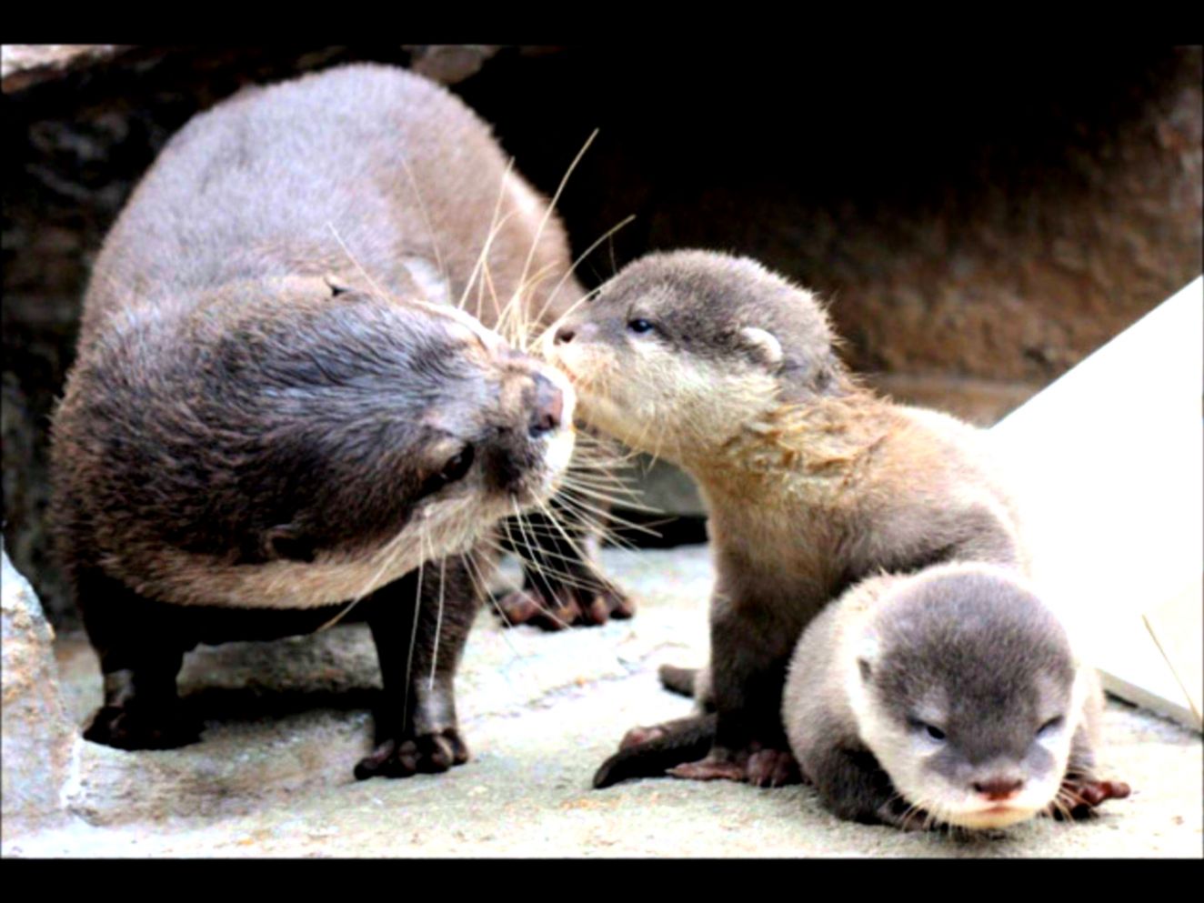 Cute Baby Zoo Animals | Wallpapers Gallery